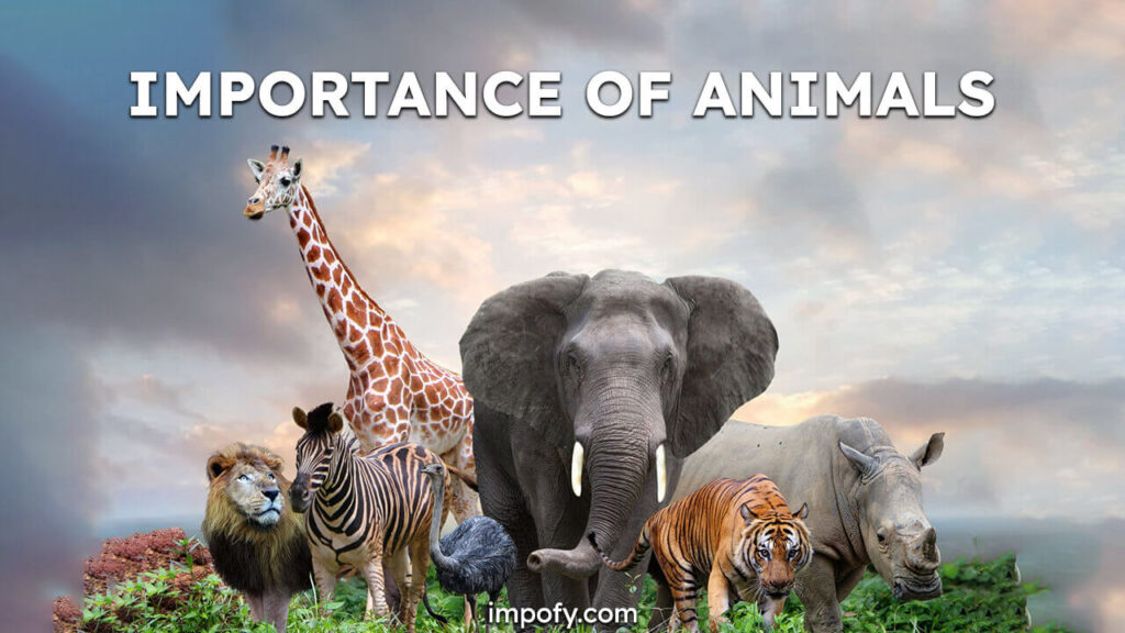Importance of Animals - Impofy